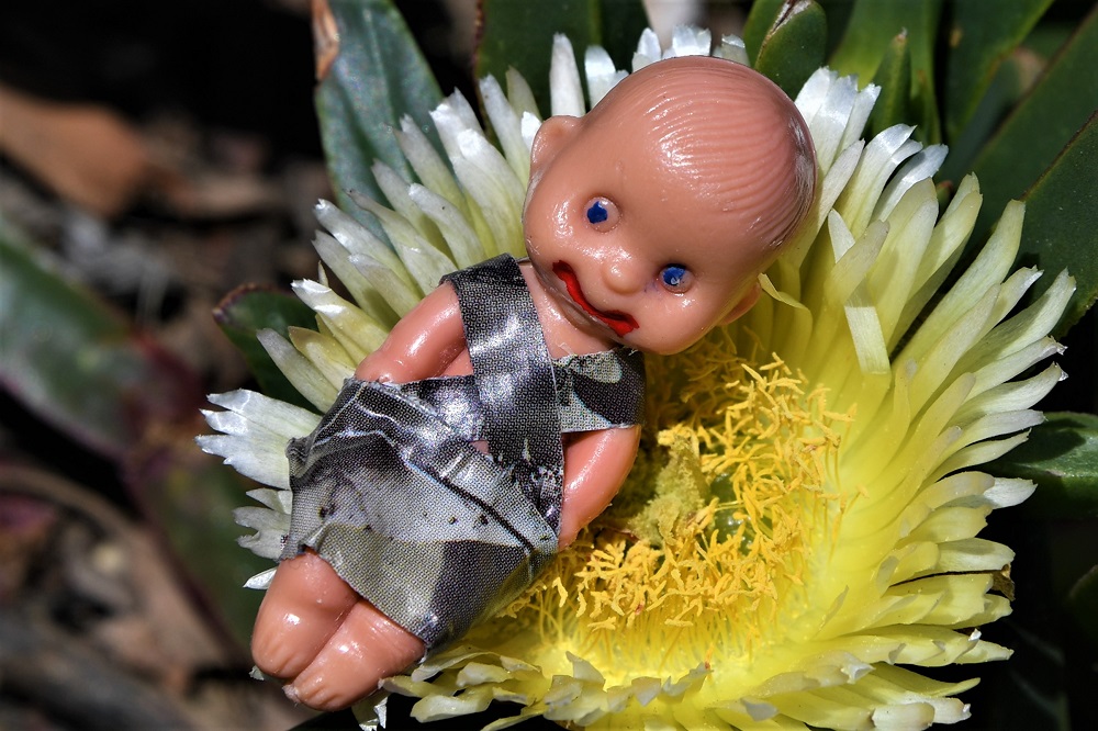 Brutus Baby at Badlands Park