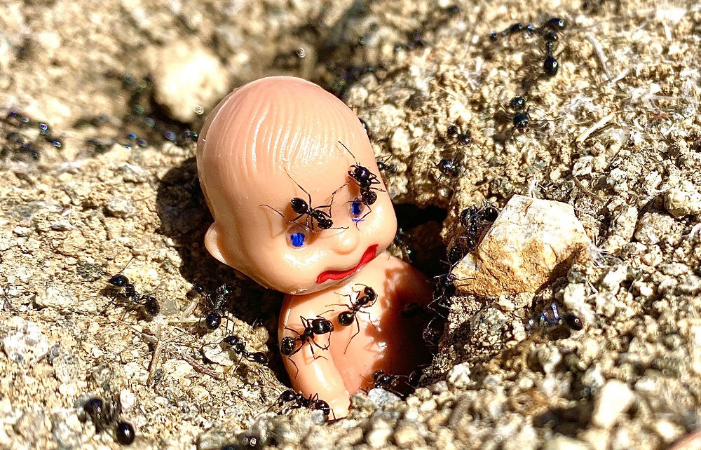 Brutus Baby The Beginning